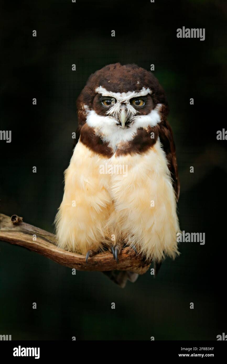 Spectacled Owl, Pulsatrix perspicillata, big owl in the nature habitat ...