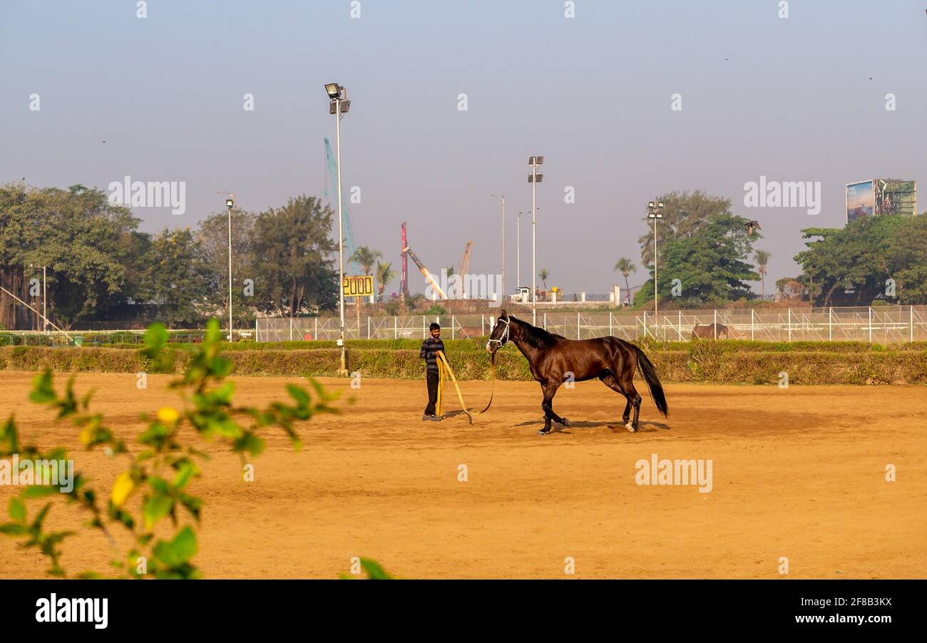 MUMBAI, INDIA - December 29, 2021: Racehorse getting trained at ...