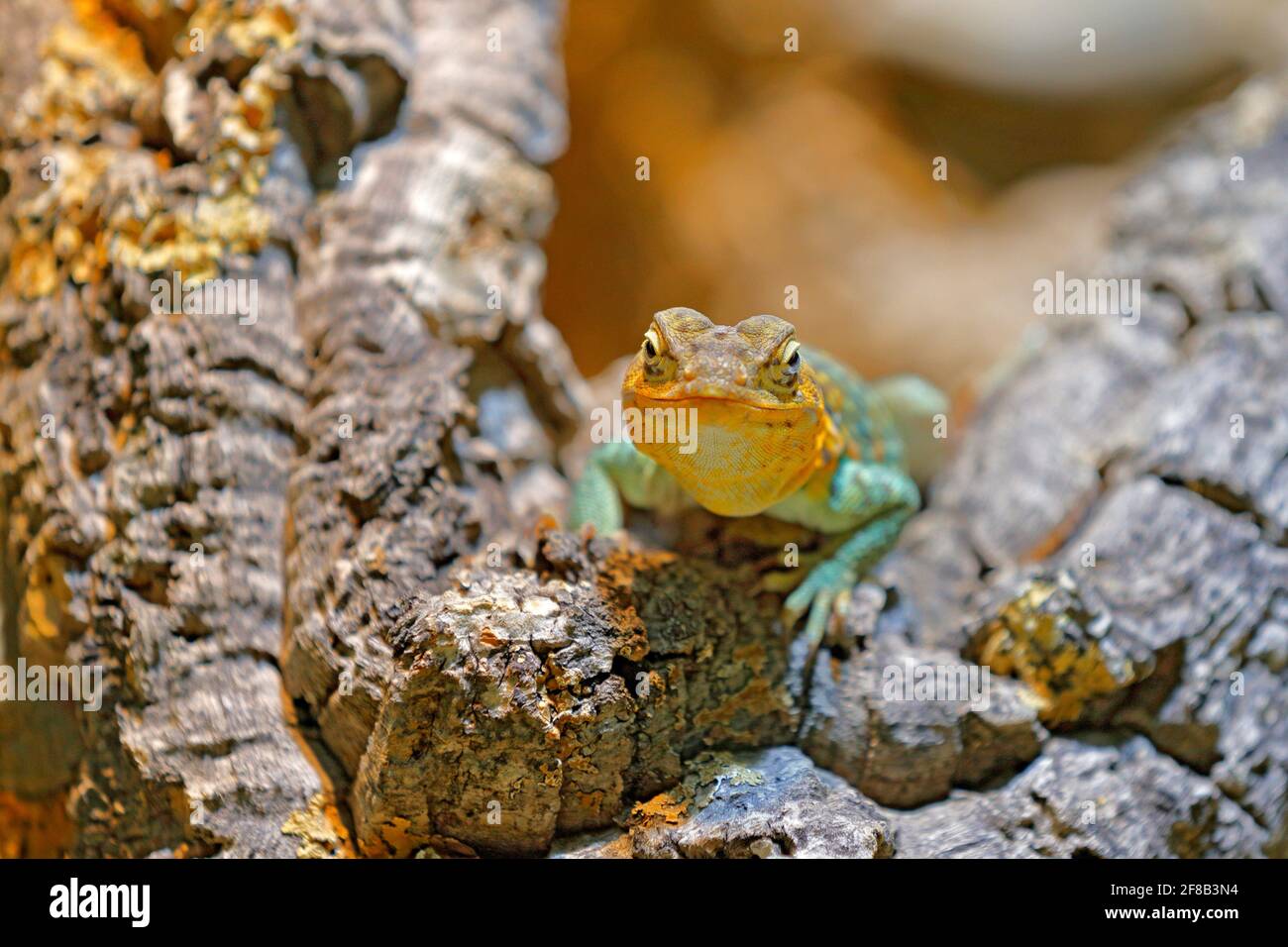 Collared tree lizard hi-res stock photography and images - Alamy