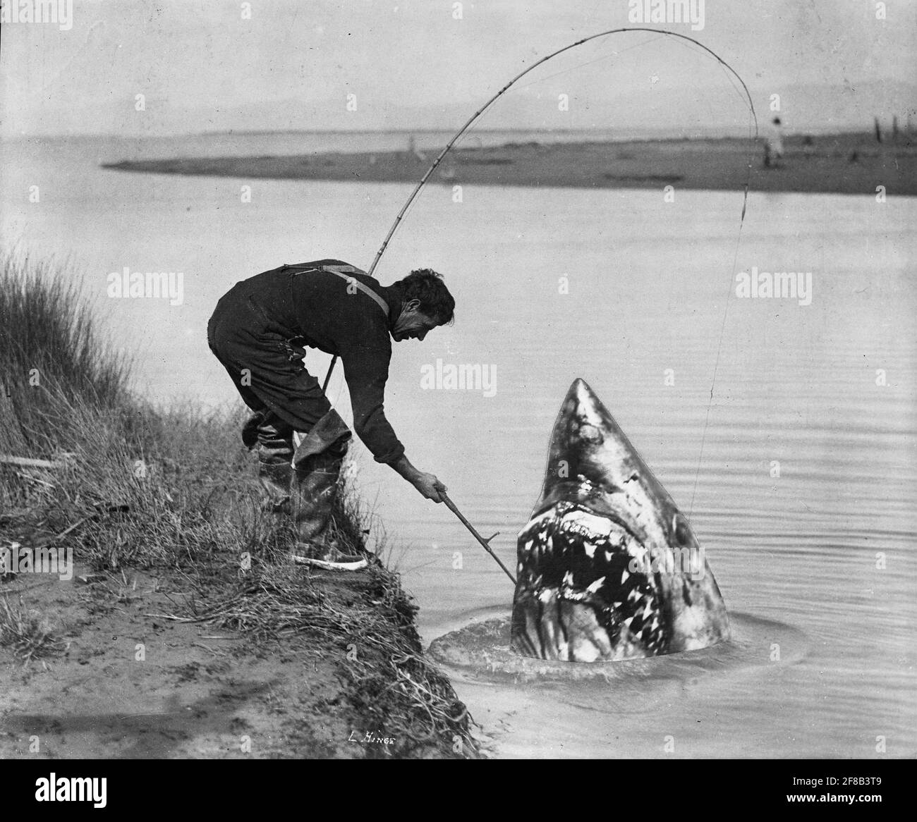 Man catching a shark hi-res stock photography and images - Alamy