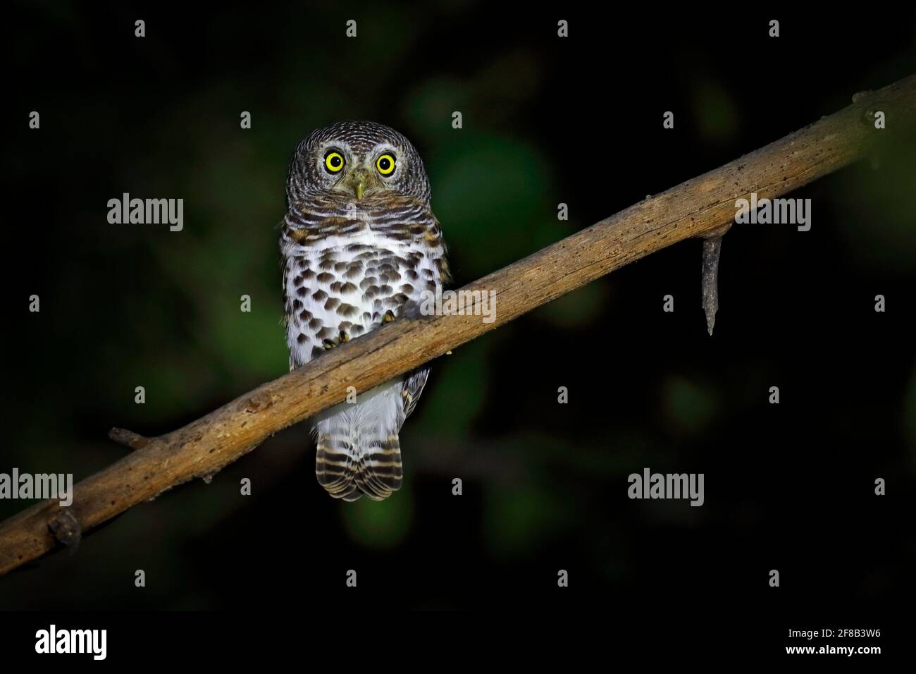 African barred owlet, Glaucidium capense, Bird in the nature habitat in ...