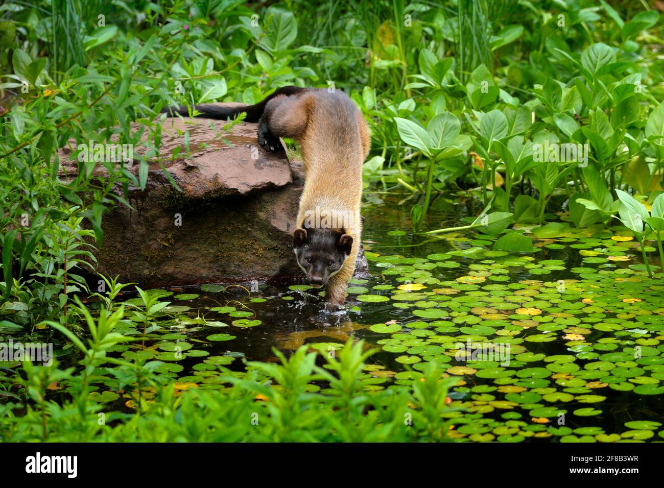Yellow-throated marten, Martes flavigula, in tree forest habitat ...