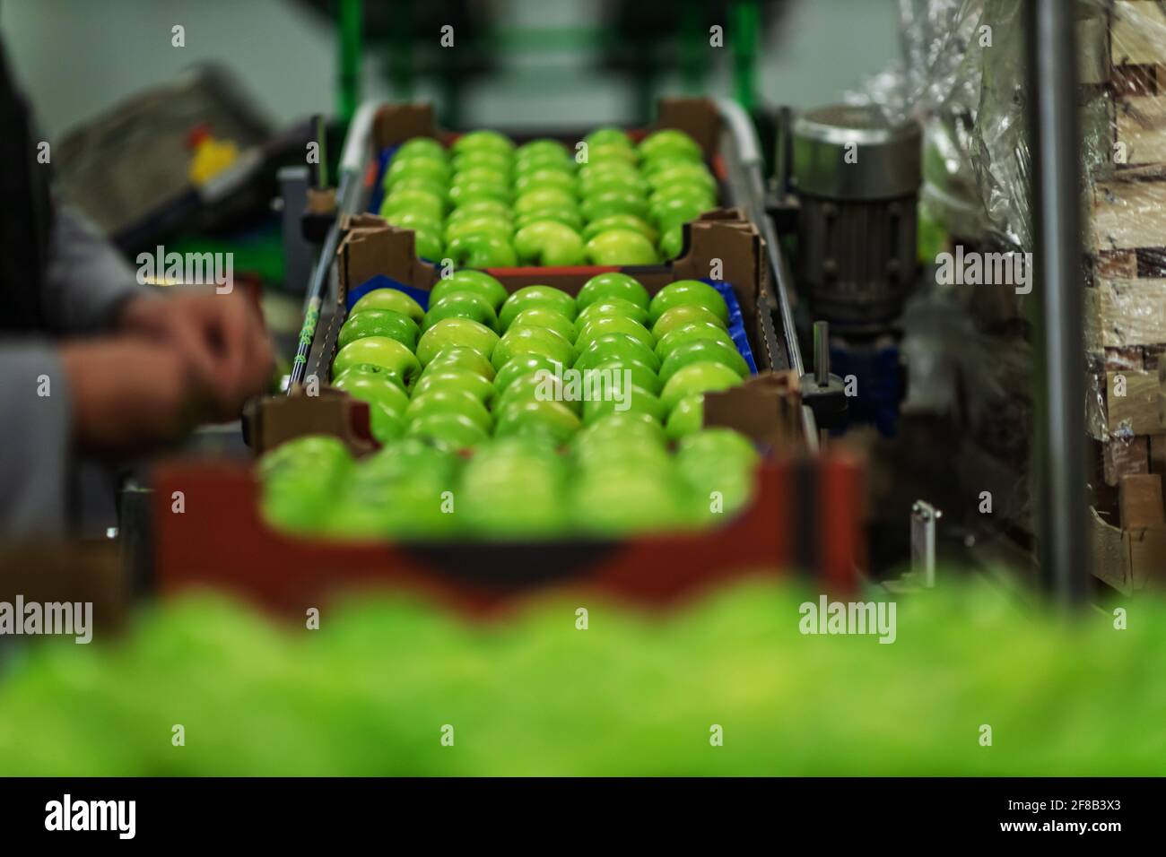 Apple packing workers hi-res stock photography and images - Alamy