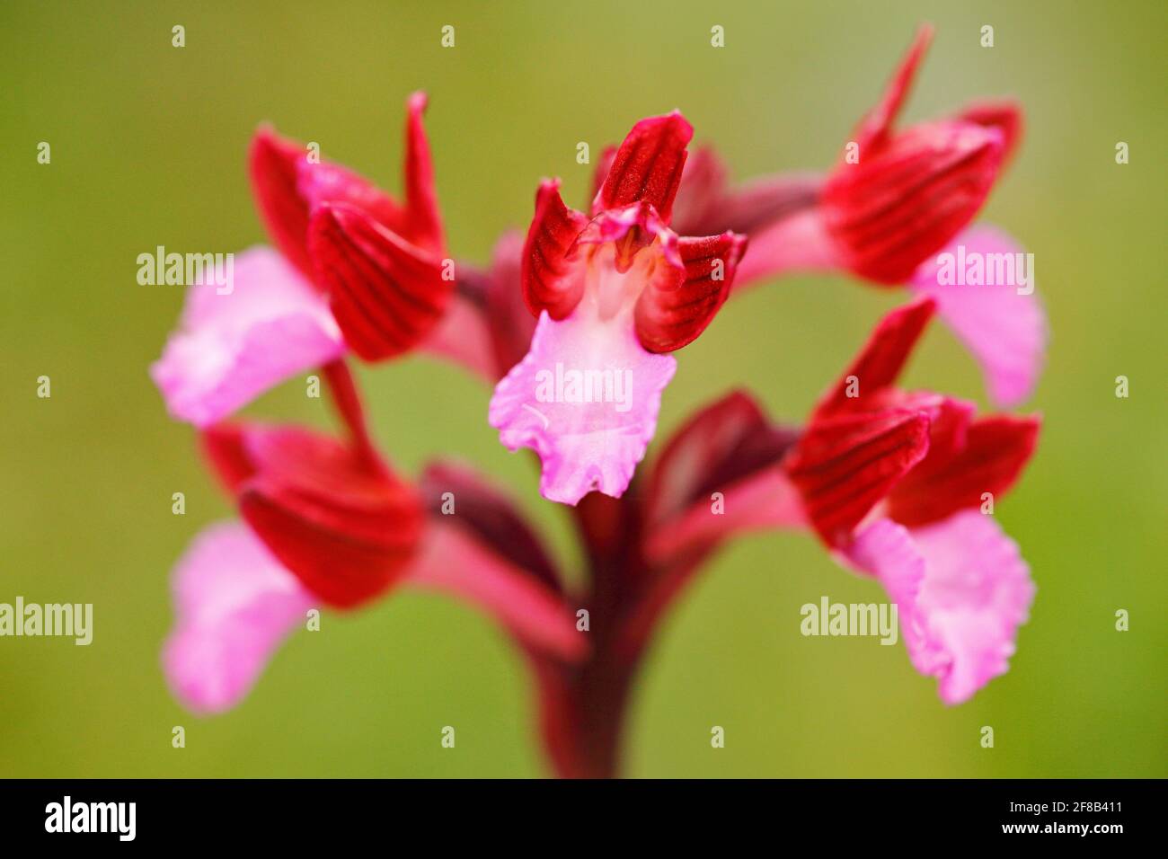 Orchis papilionacea, Pink Butterfly Orchid, Gargano in Italy. Flowering ...