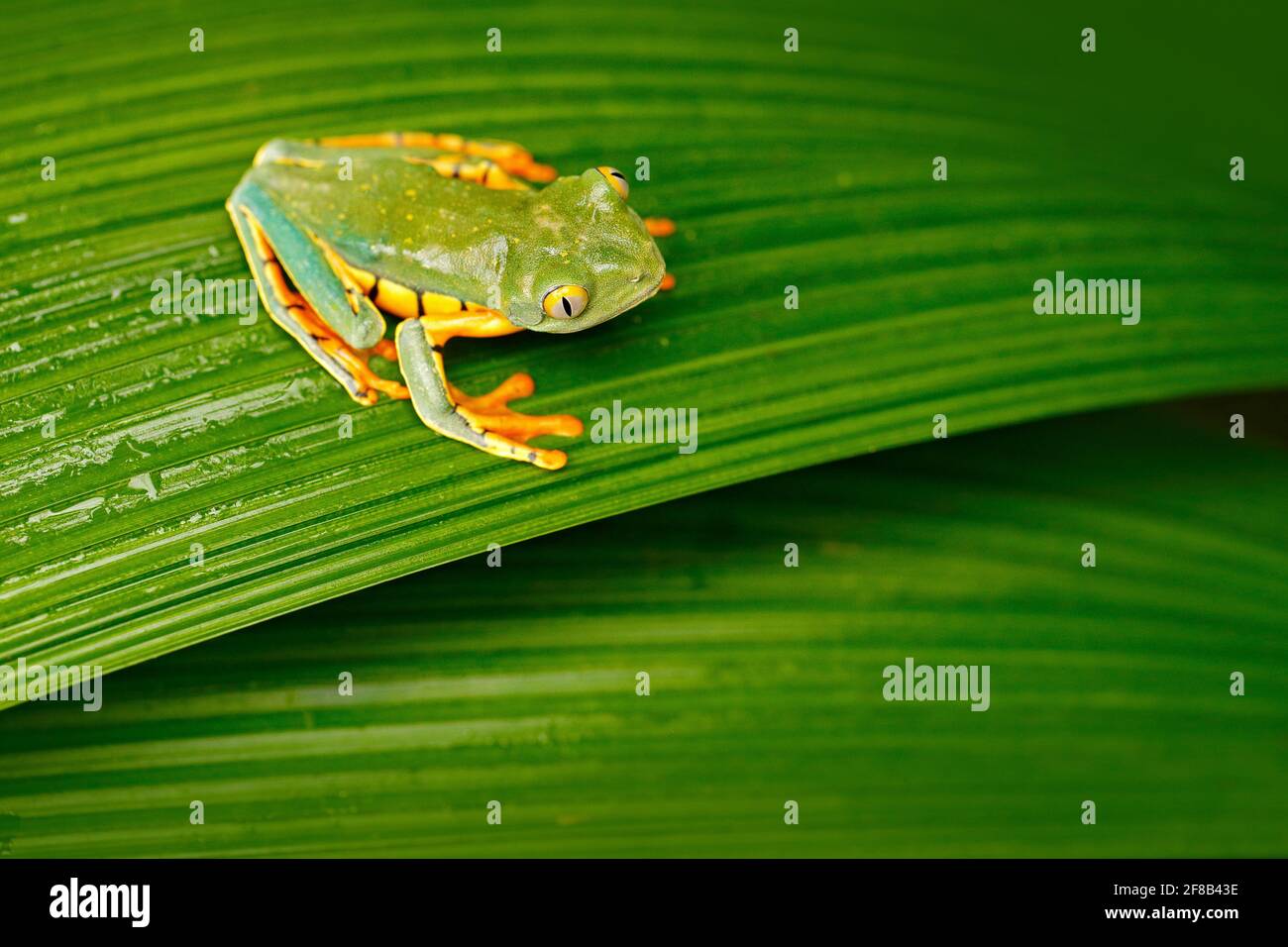 Golden-eyed leaf frog, Cruziohyla calcarifer, green yellow frog sitting ...