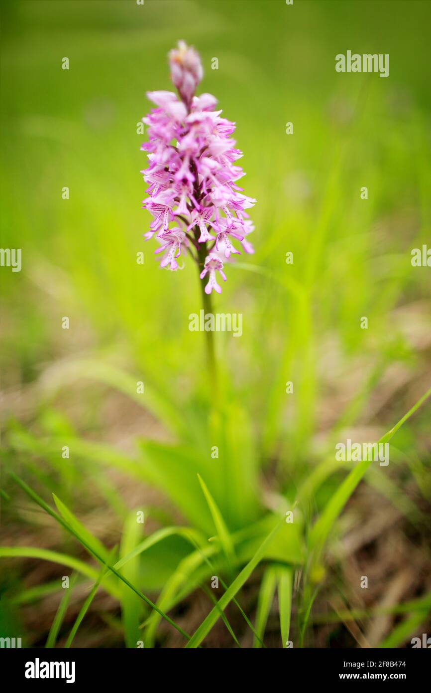 Orchis militaris, military orchid, flowering European terrestrial wild ...
