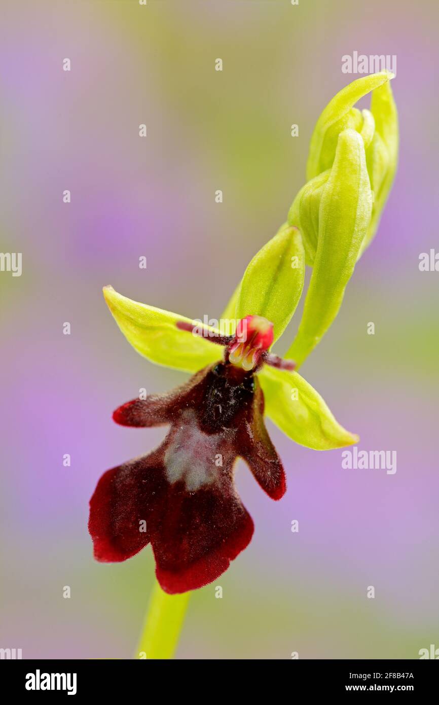 Fly Orchid, Ophrys insectifera, flowering European terrestrial wild ...