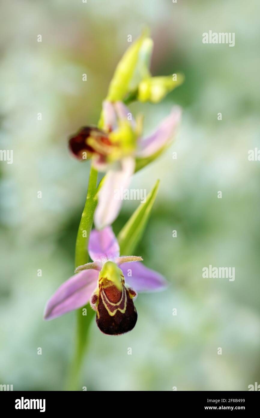 Ophrys apifera, Bee Orchid Stock Photo - Alamy