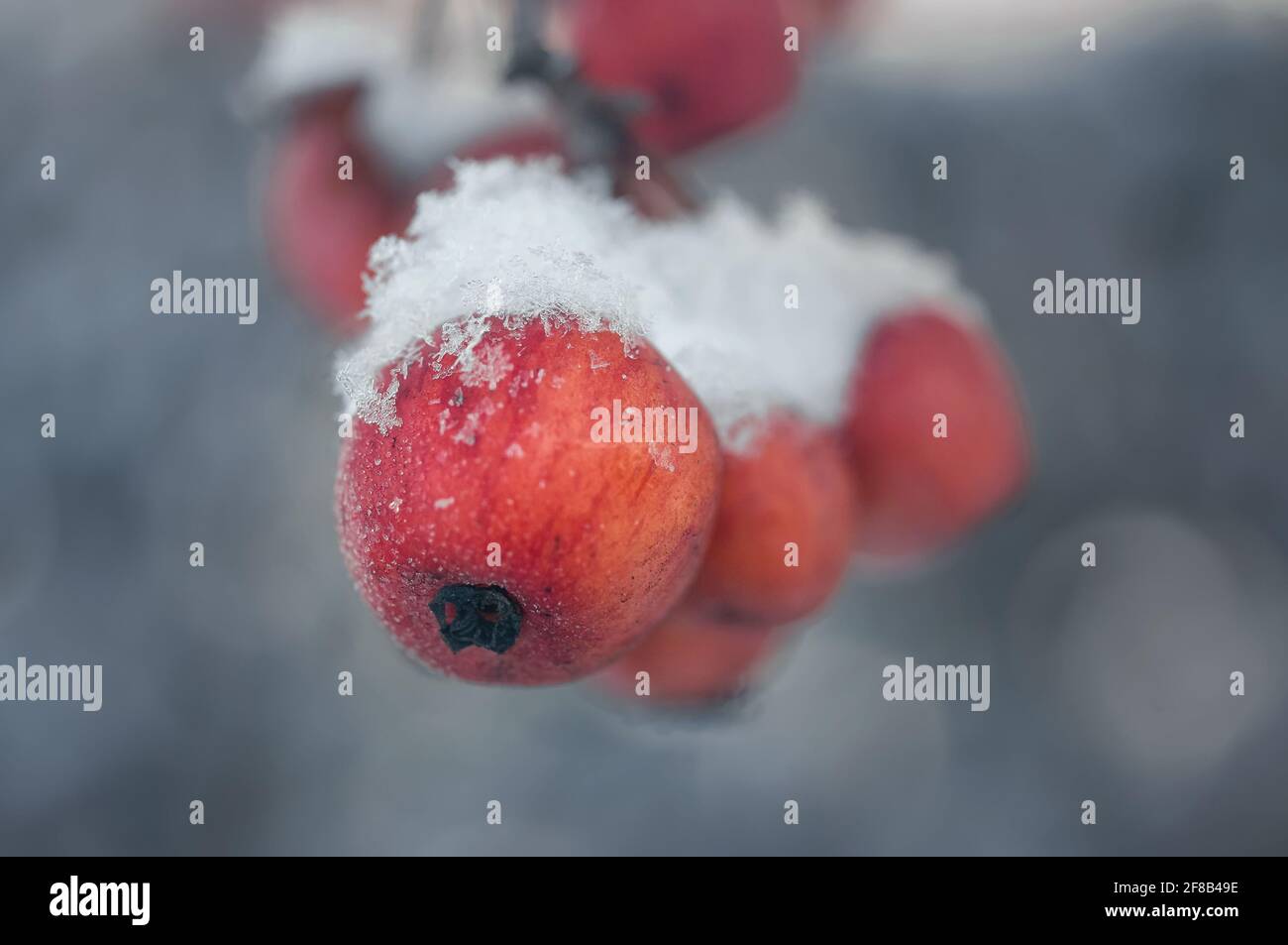 Cold apple hi-res stock photography and images - Alamy