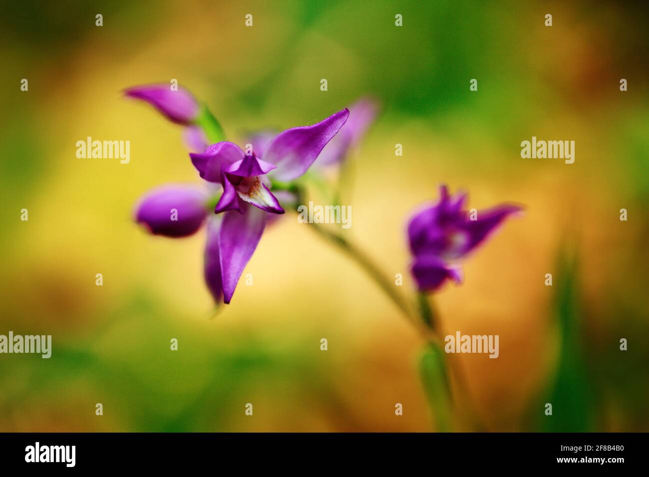Cephalanthera rubra, Red Helleborine, detail of pink bloom orchid in ...
