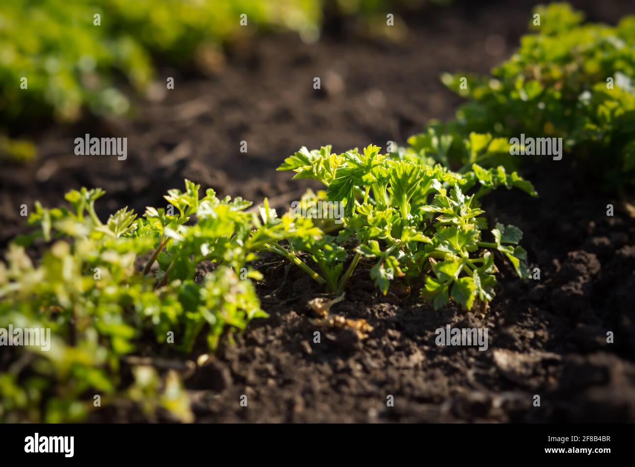 Parsley grows in the garden in the garden bed. Green juicy leaves in ...