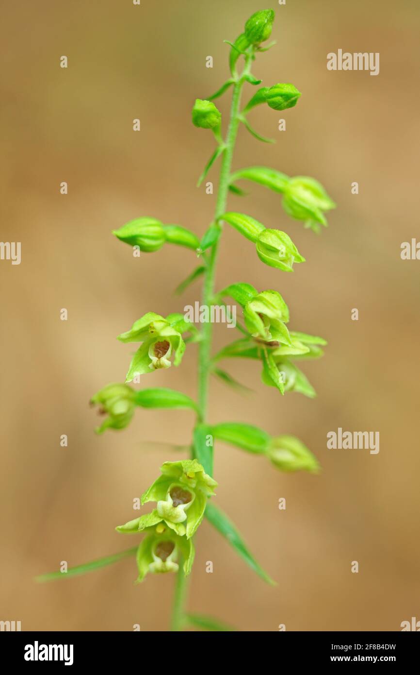 Epipactis pontica, Pontic Helleborine, wild orchid in nature habitat ...