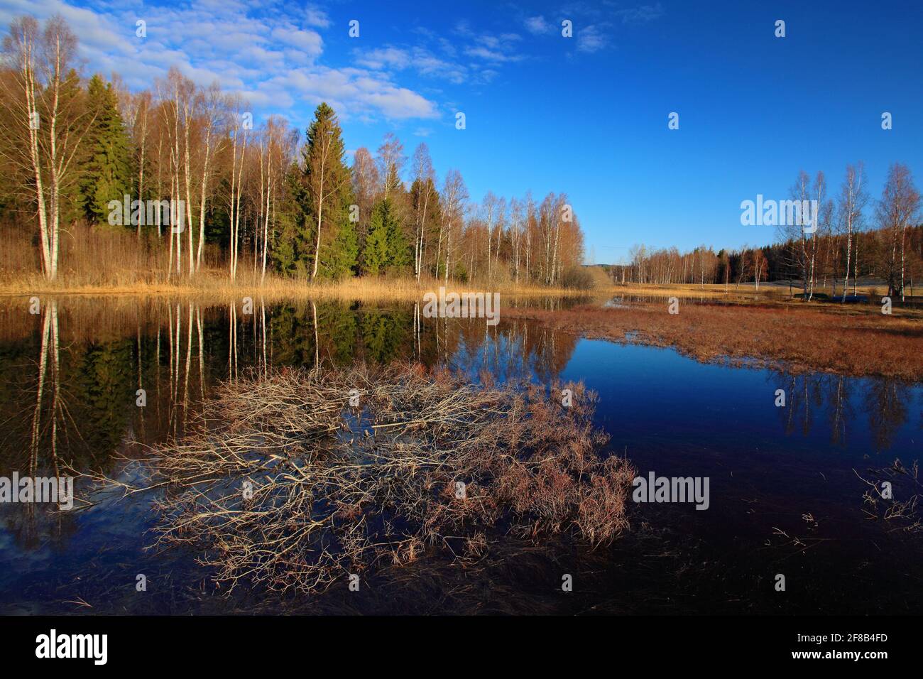 Finland taiga. Lake with forest and blue sky. Landscape from north of ...
