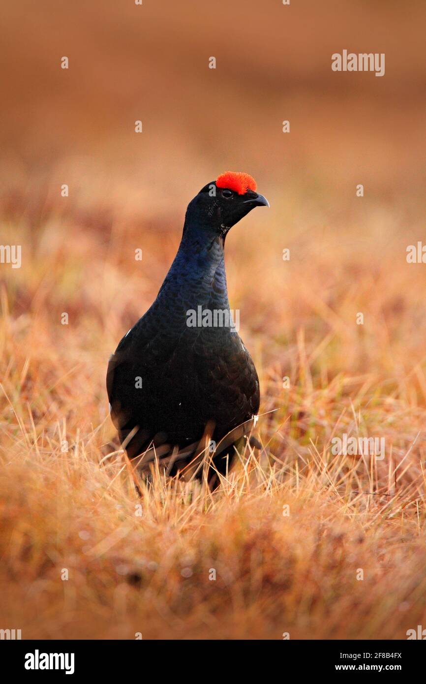 Black grouse on the bog meadow. Lekking nice bird Grouse, Tetrao tetrix ...