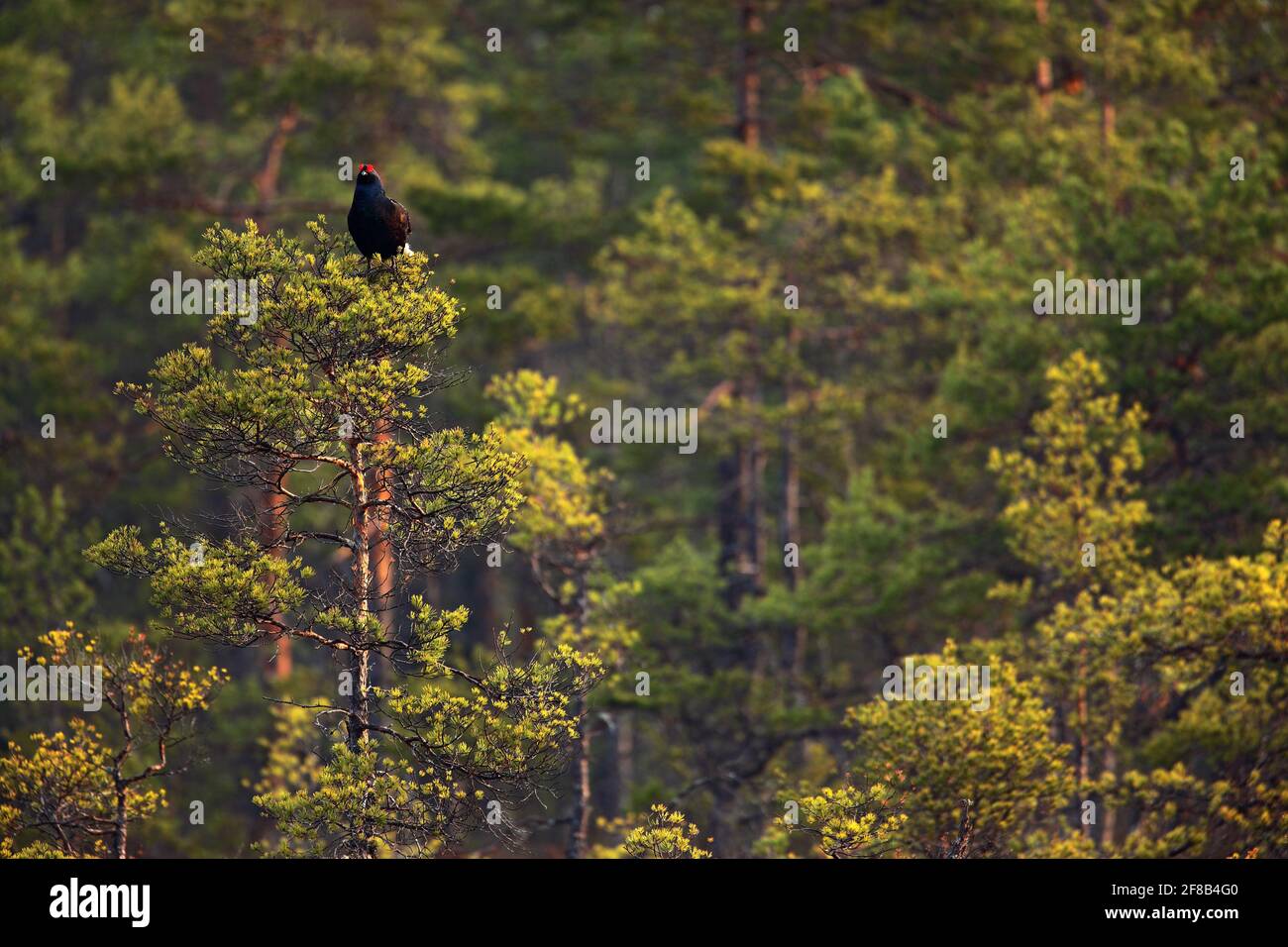 Black grouse sitting in pine tree. Lekking bird Grouse, Tetrao tetrix ...
