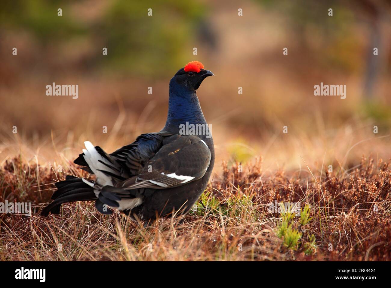 Black grouse on the bog meadow. Lekking nice bird Grouse, Tetrao tetrix ...