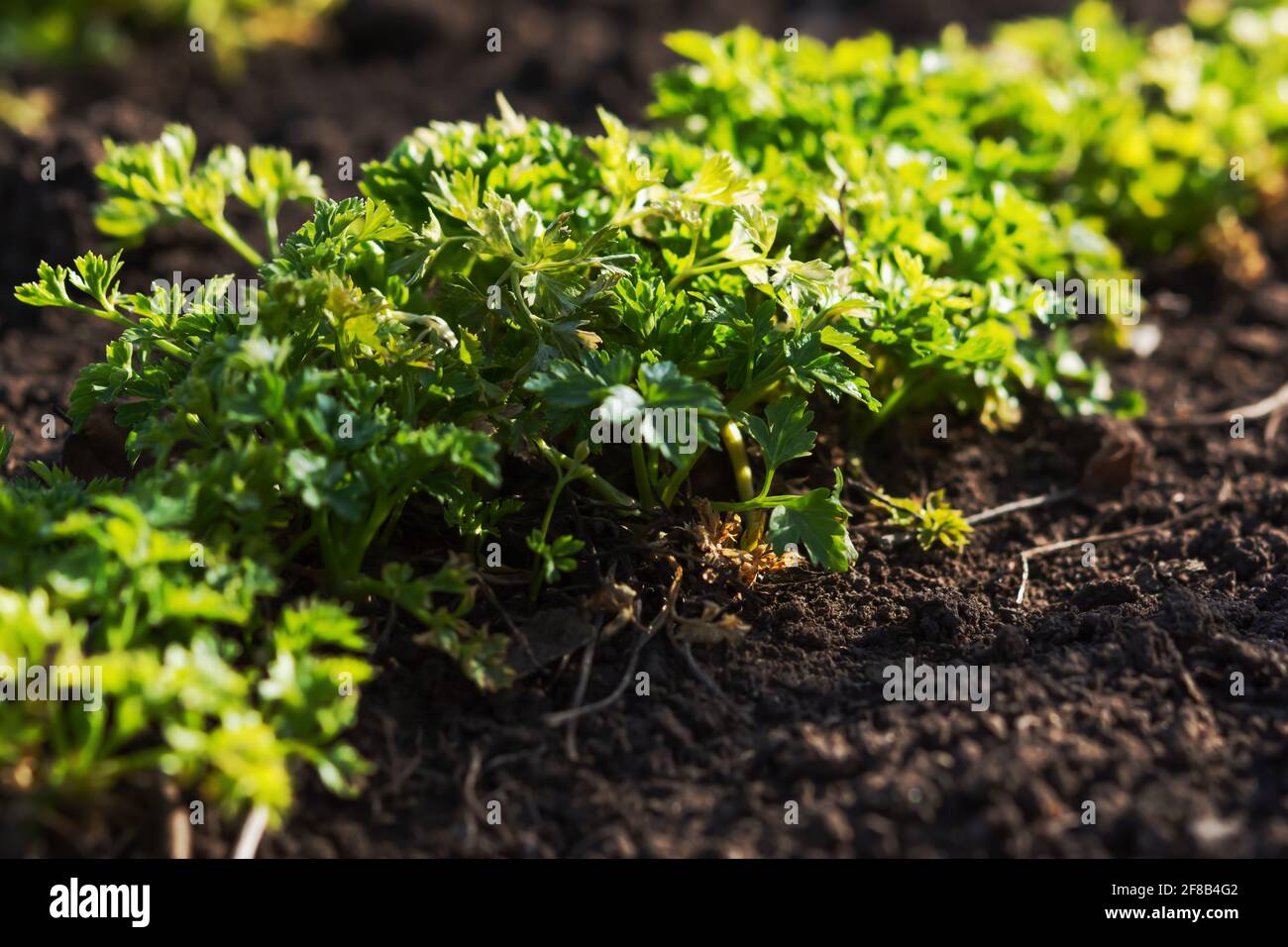 Parsley grows in the garden in the garden bed. Green juicy leaves in ...