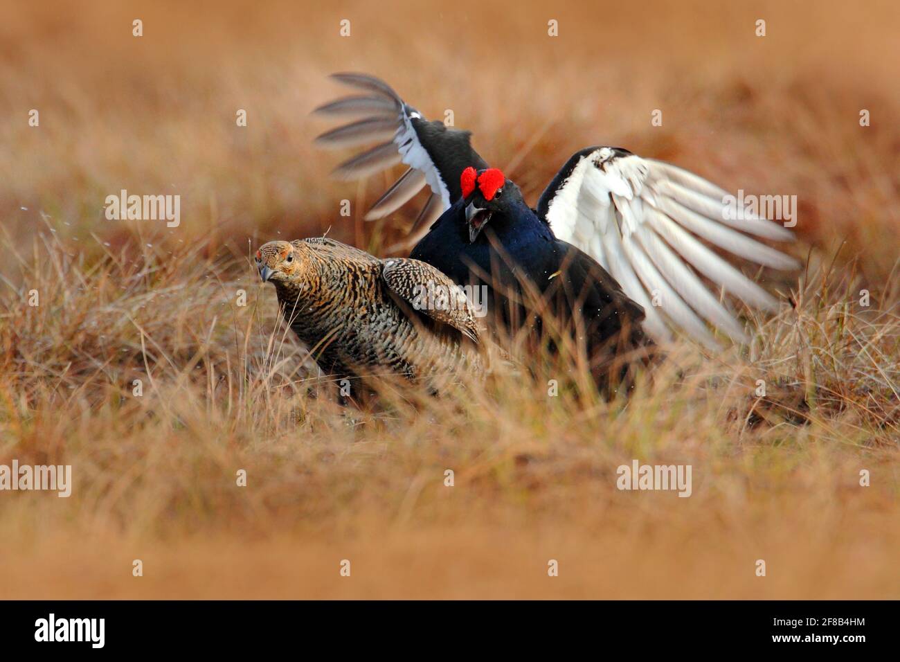 Male and female of Black grouse mating on the meadow. Lekking nice bird ...