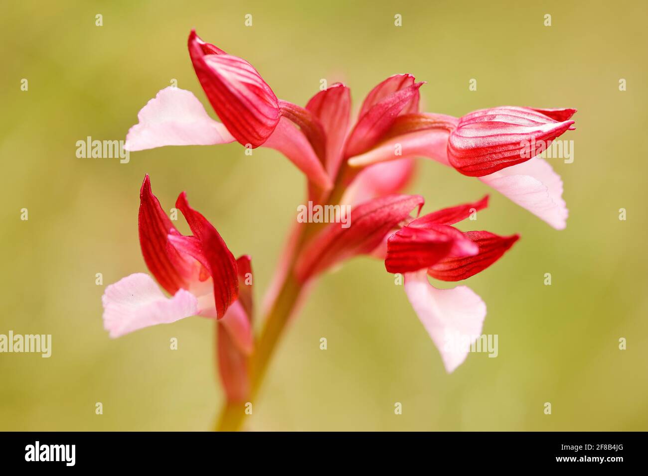 Orchis papilionacea, Pink Butterfly Orchis, Gargano in Italy. Flowering ...