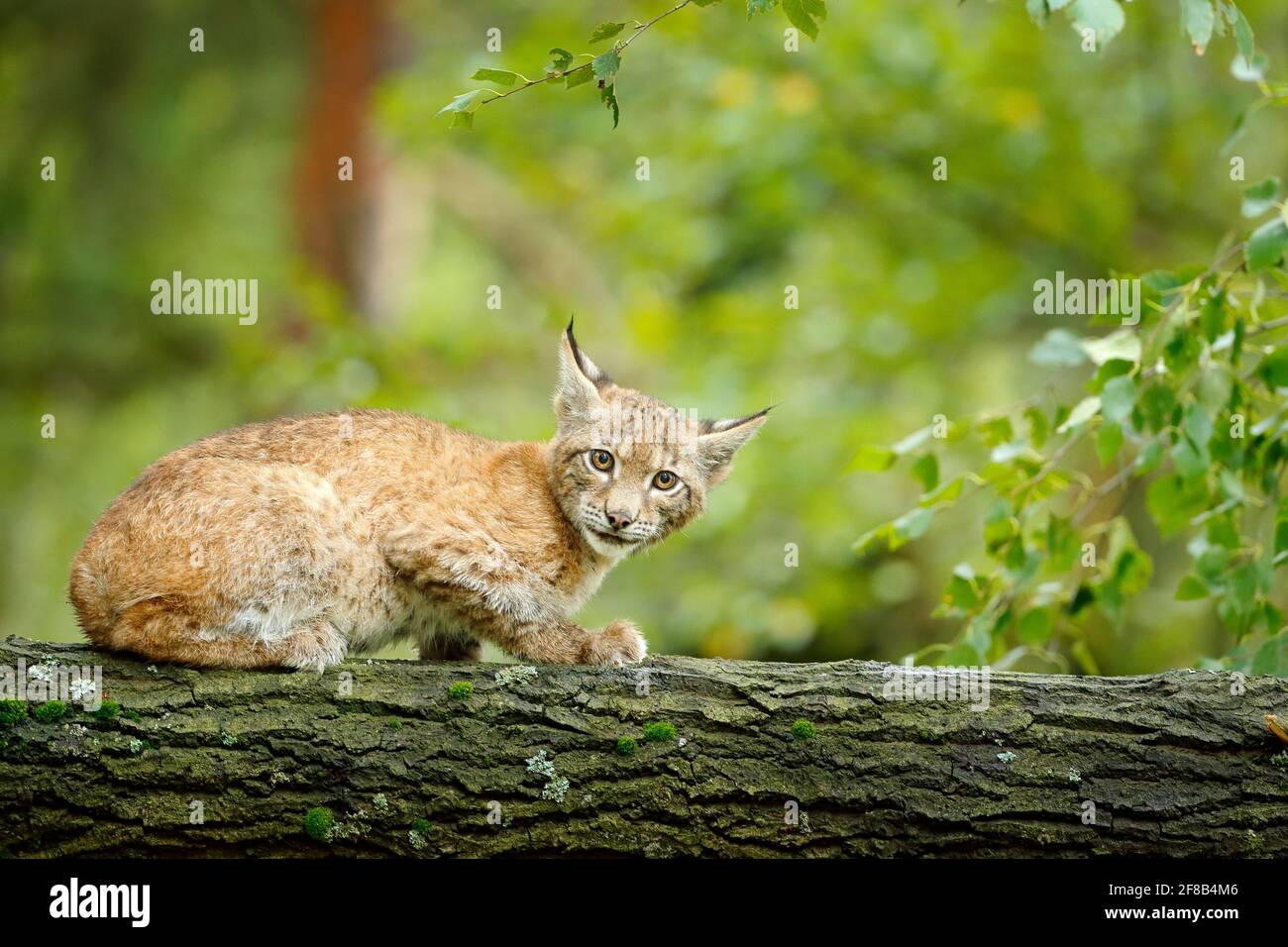Young Lynx in green forest. Wildlife scene from nature. Walking ...
