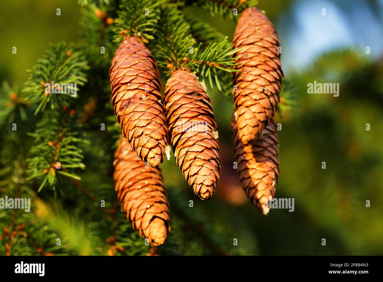 Forest science, silvics. European Spruce, spruce fir (Picea excelsa ...