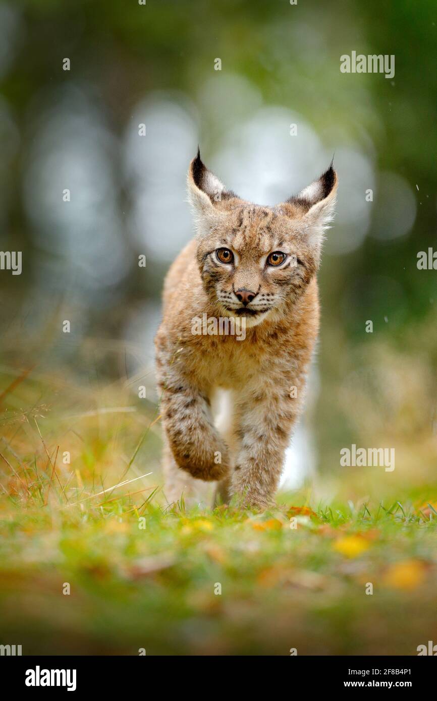 Young Lynx in green forest. Wildlife scene from nature. Walking ...