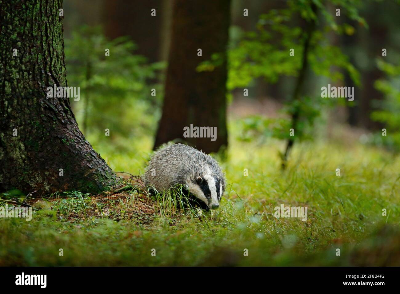 Badger in forest, animal in nature habitat, Germany, Europe. Wild ...
