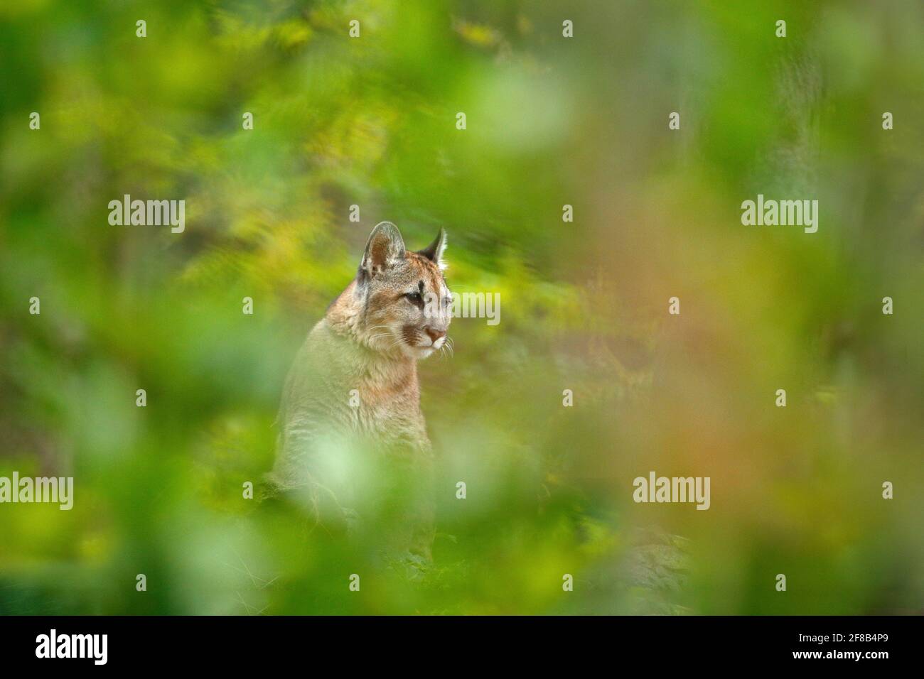 Cougar, Puma concolor, in the nature forest habitat, between trees ...