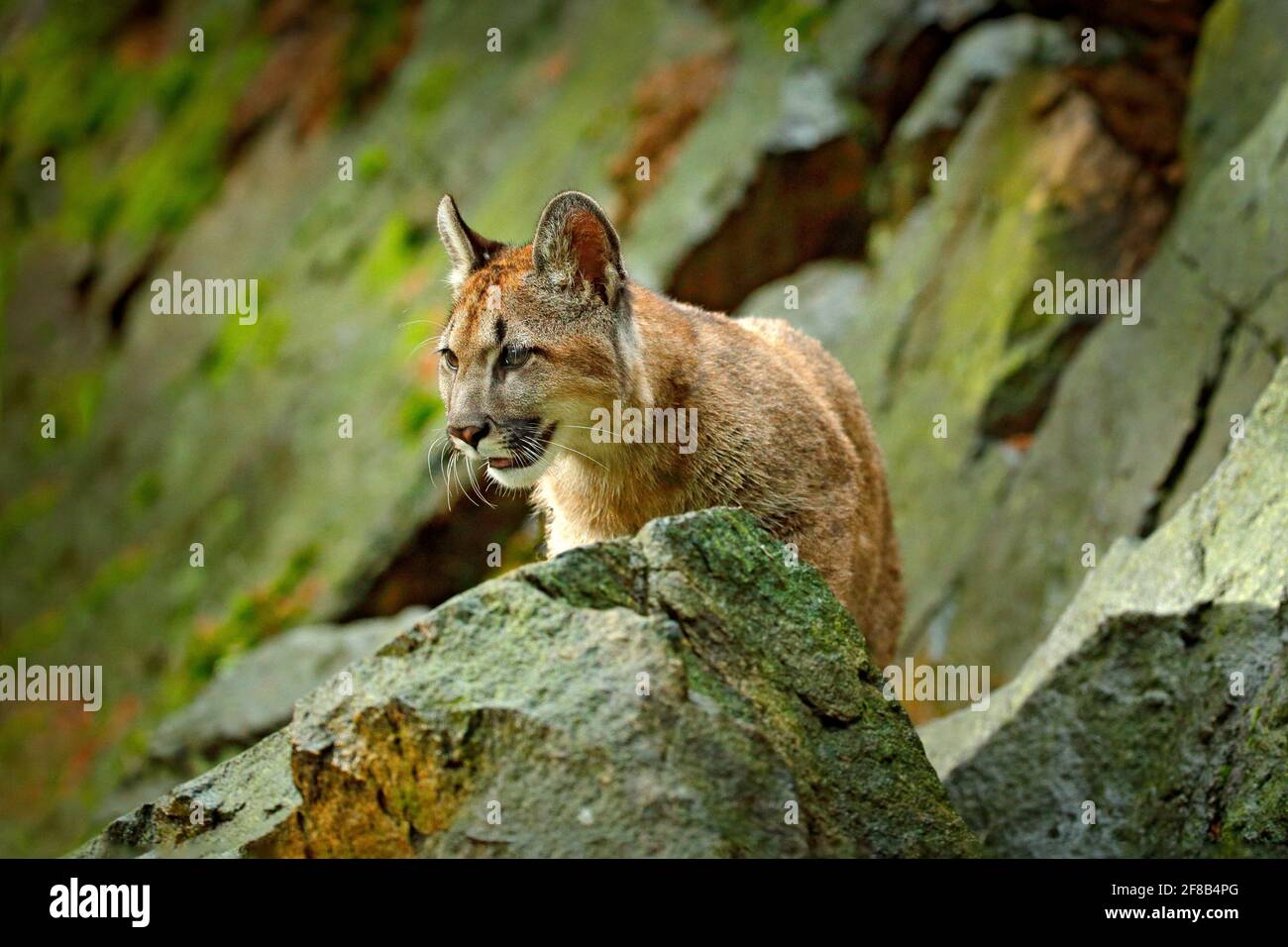 Wild big cat Cougar, Puma concolor, hidden portrait of dangerous animal ...