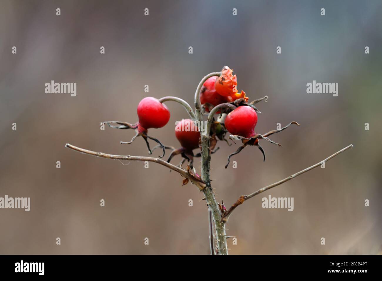 Rosehip hedge hi-res stock photography and images - Alamy