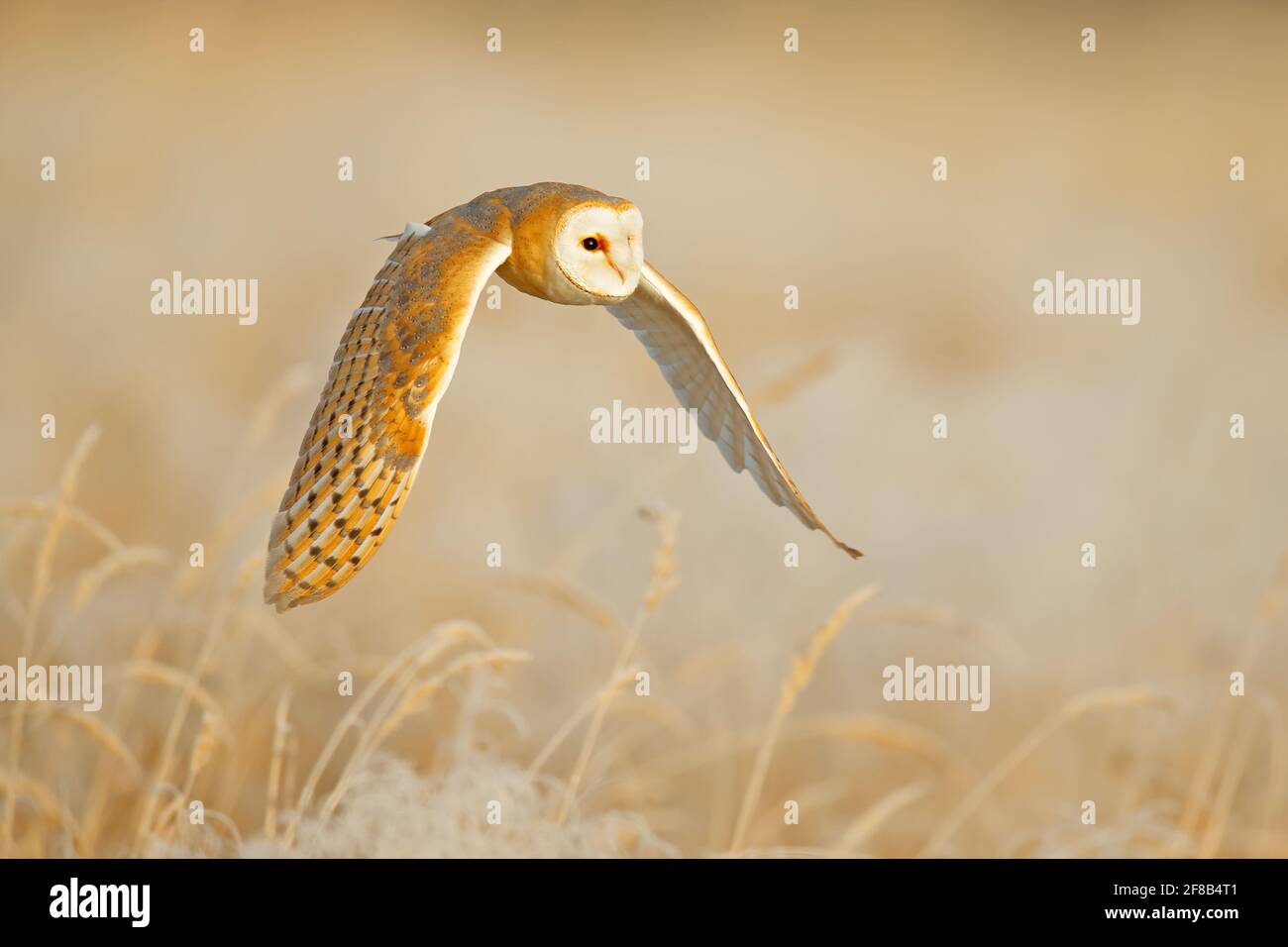 Owl fly with open wings. Barn Owl, Tyto alba, flight above the rime white grass in the morning ...