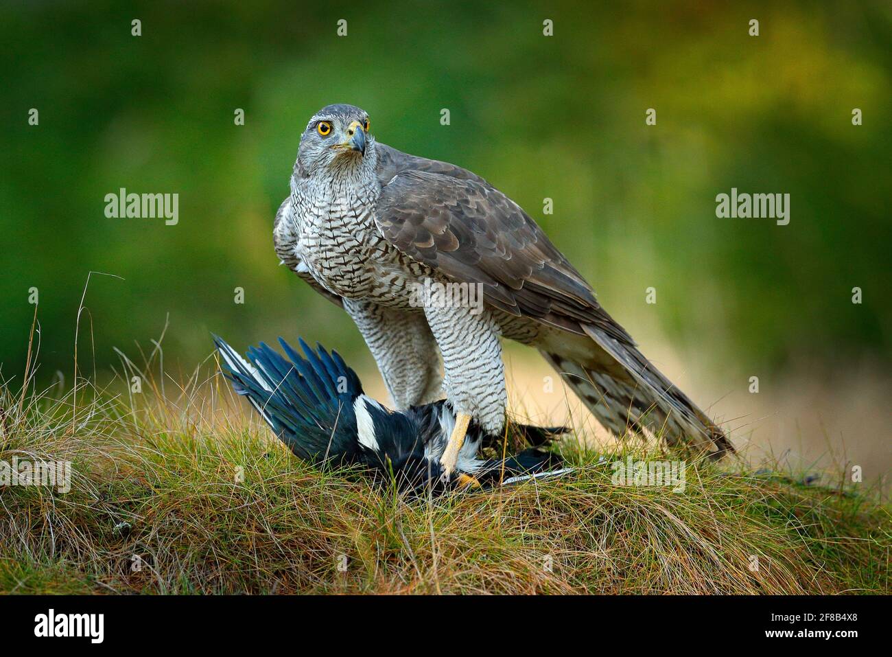 Grey Jay Bird Behaviour High Resolution Stock Photography and Images ...