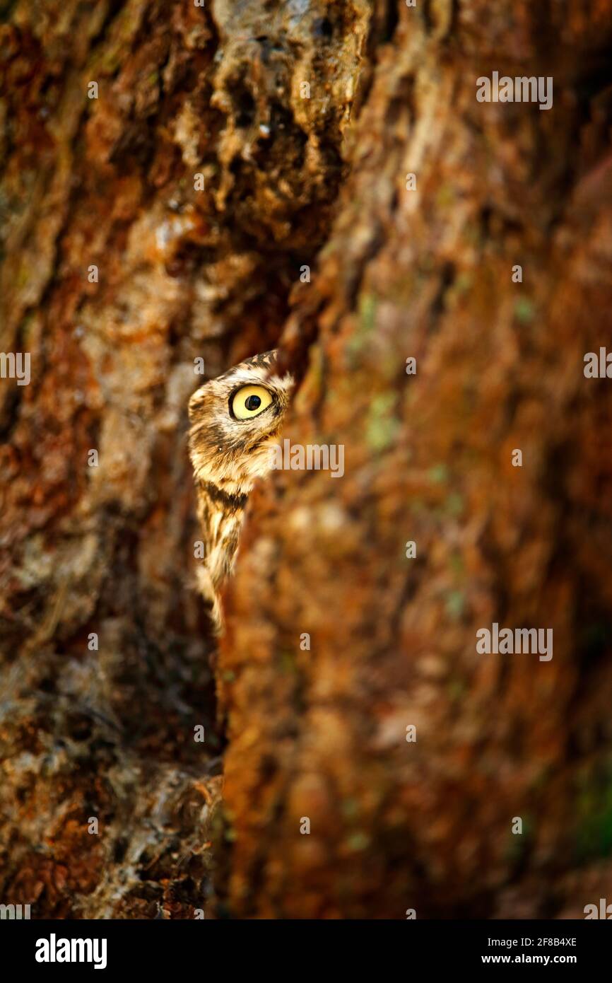 Owl hidden in tree nest hole in the forest. Little Owl, Athene noctua ...