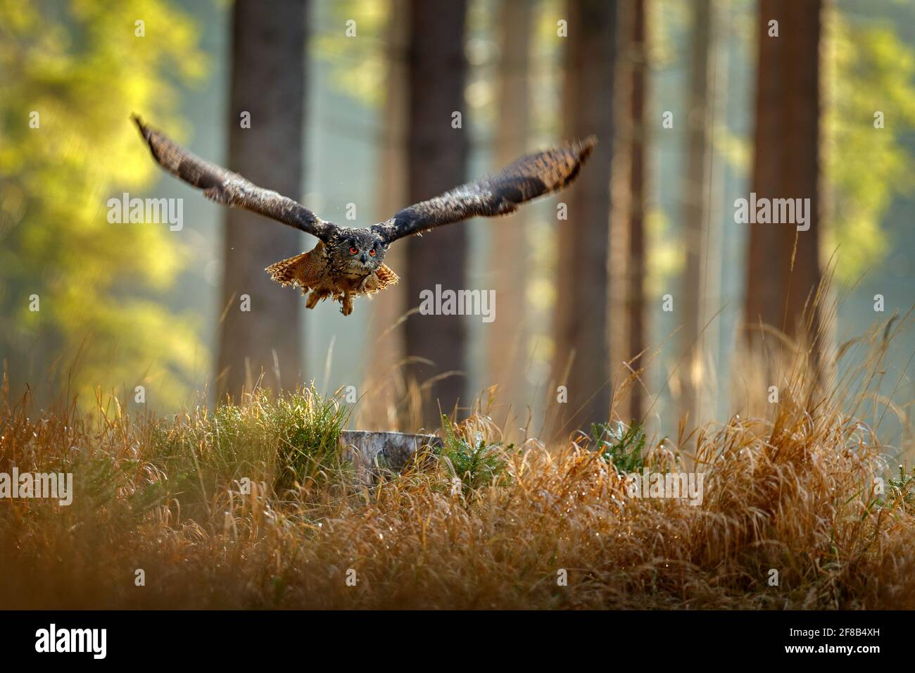 Owl in forest habitat, tree stump. Flying Eurasian Eagle Owl with open ...