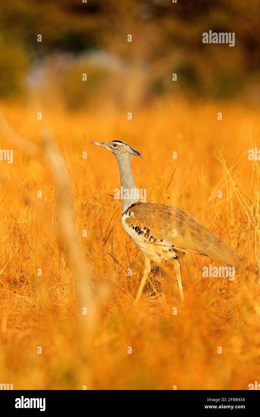 Kori bustard, Ardeotis kori, largest flying bird native to Africa. Bird ...