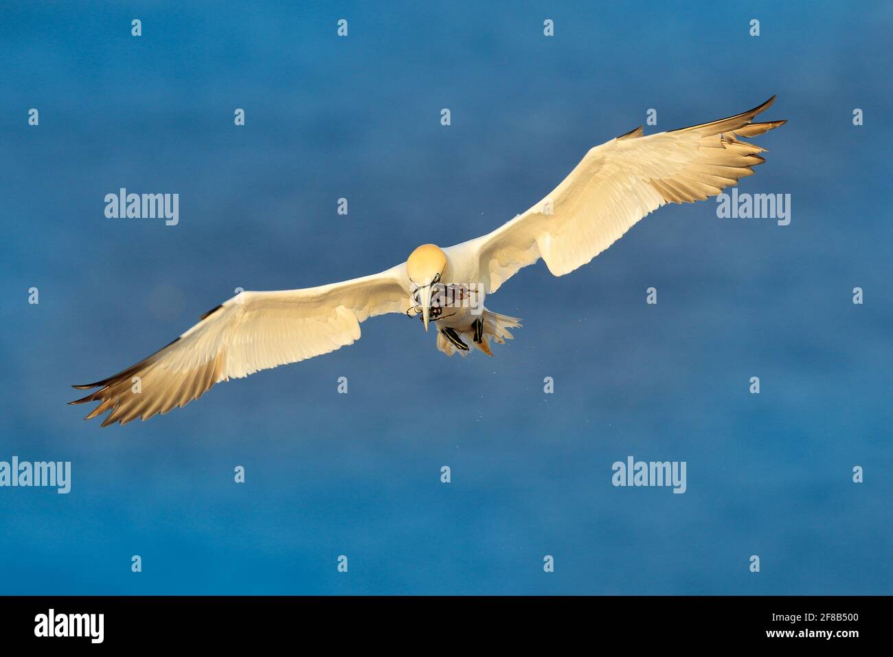 Northern gannet, flying with nesting material in the bill, with dark ...