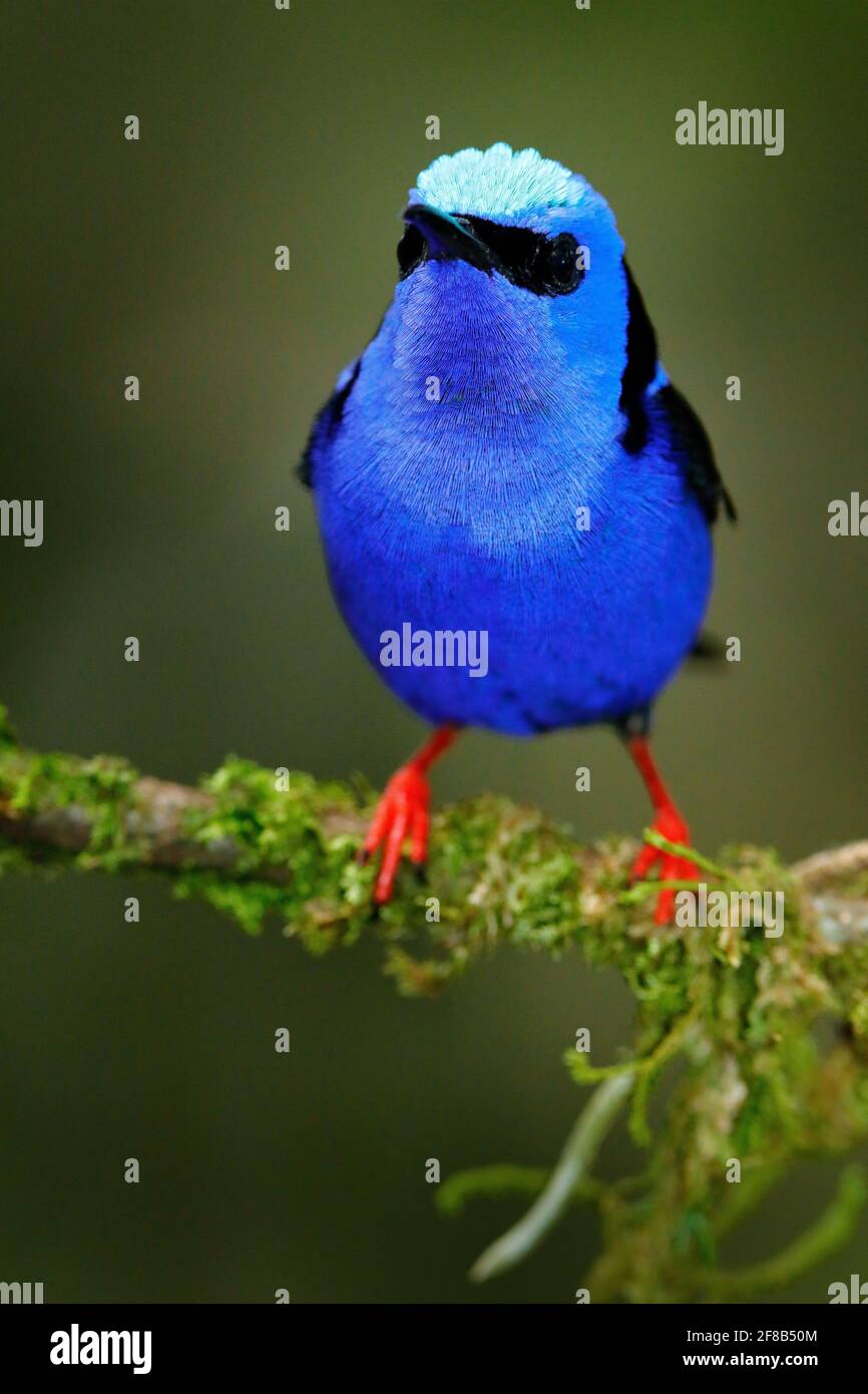 Birding in nicaragua hi-res stock photography and images - Alamy