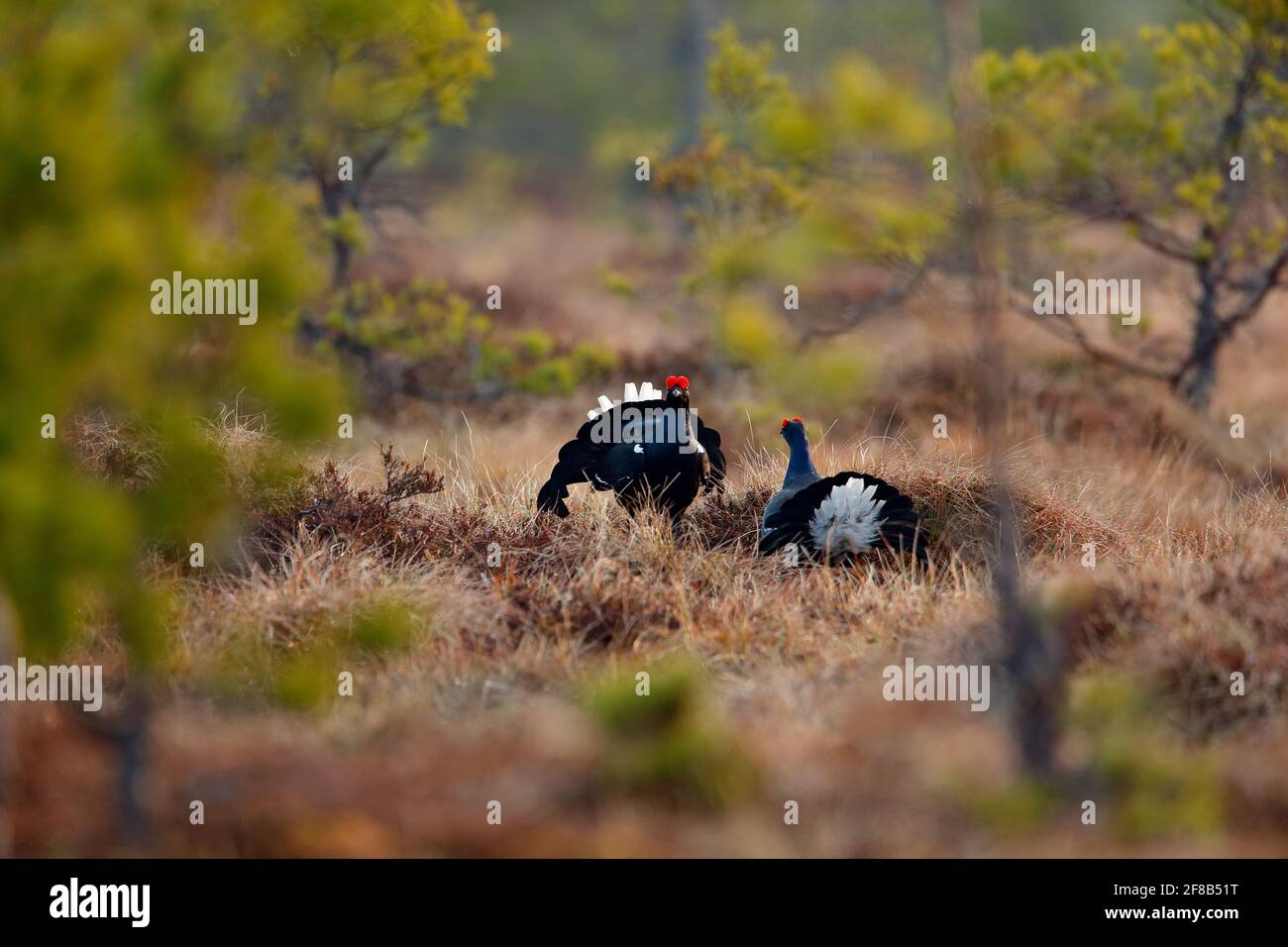 Black grouse on the bog meadow. Lekking nice bird Grouse, Tetrao tetrix ...