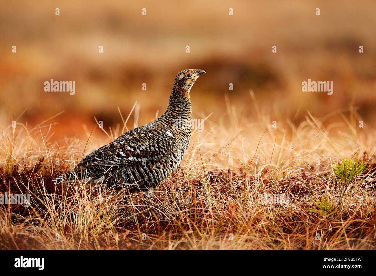 Black grouse on the bog meadow. Lekking nice bird Grouse, Tetrao tetrix ...