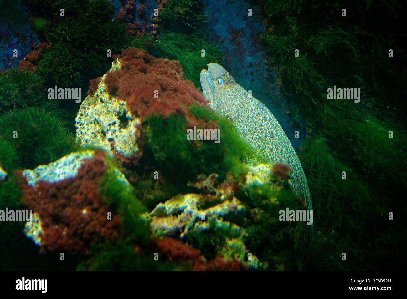 Moray eel,.Muraenidae, from Pacific and Indian Ocean. Nature water ...