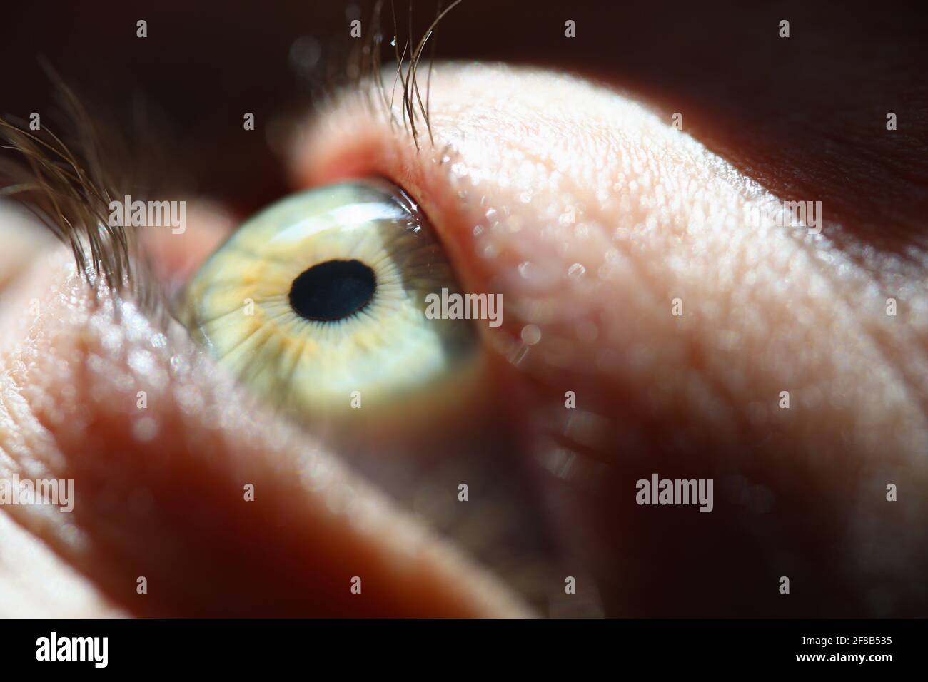 Human eye anatomy light hi-res stock photography and images - Alamy