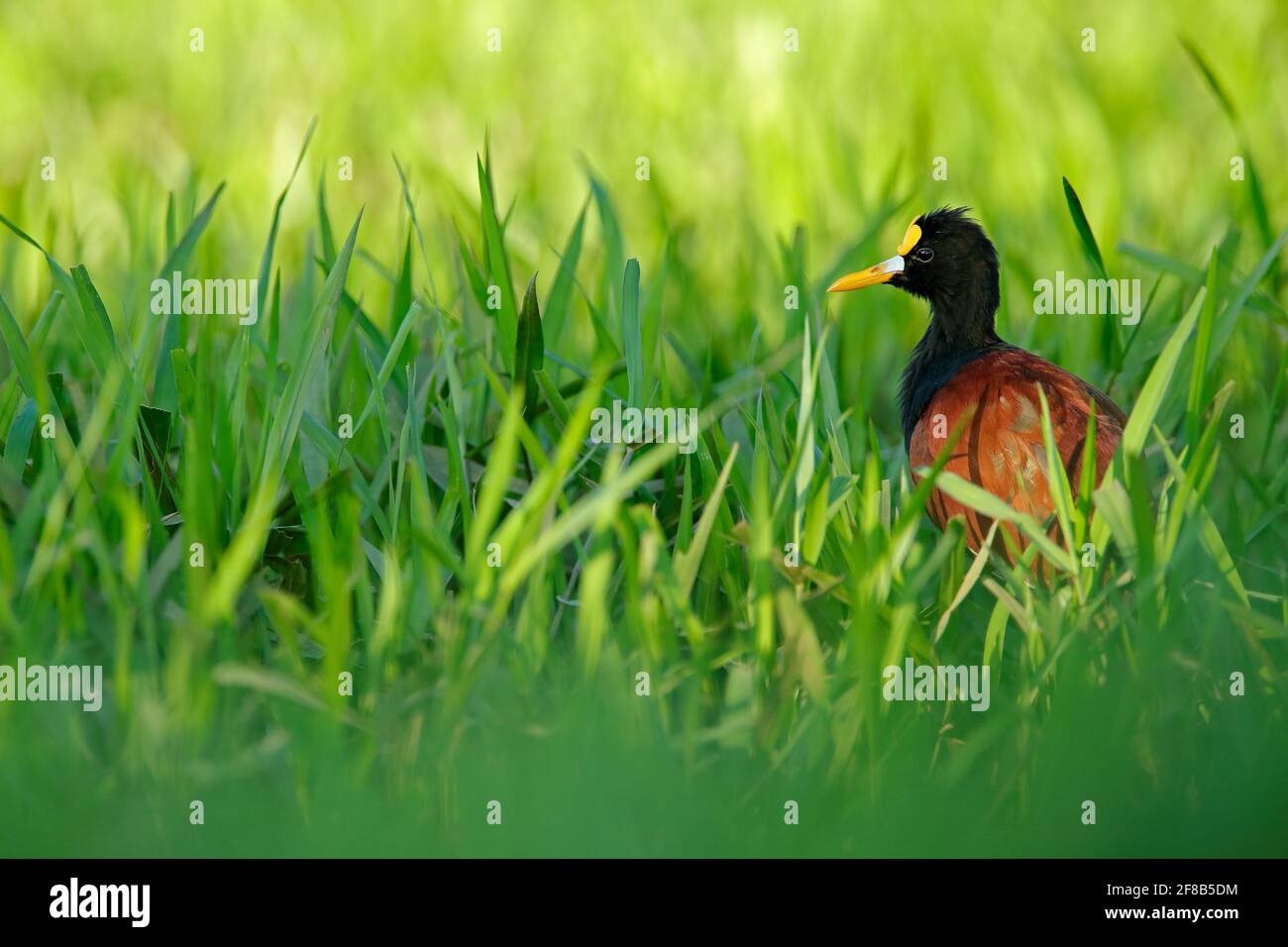 Northern Jacana, Jacana spinosa, wader bird from Cista Rica. Bird with ...