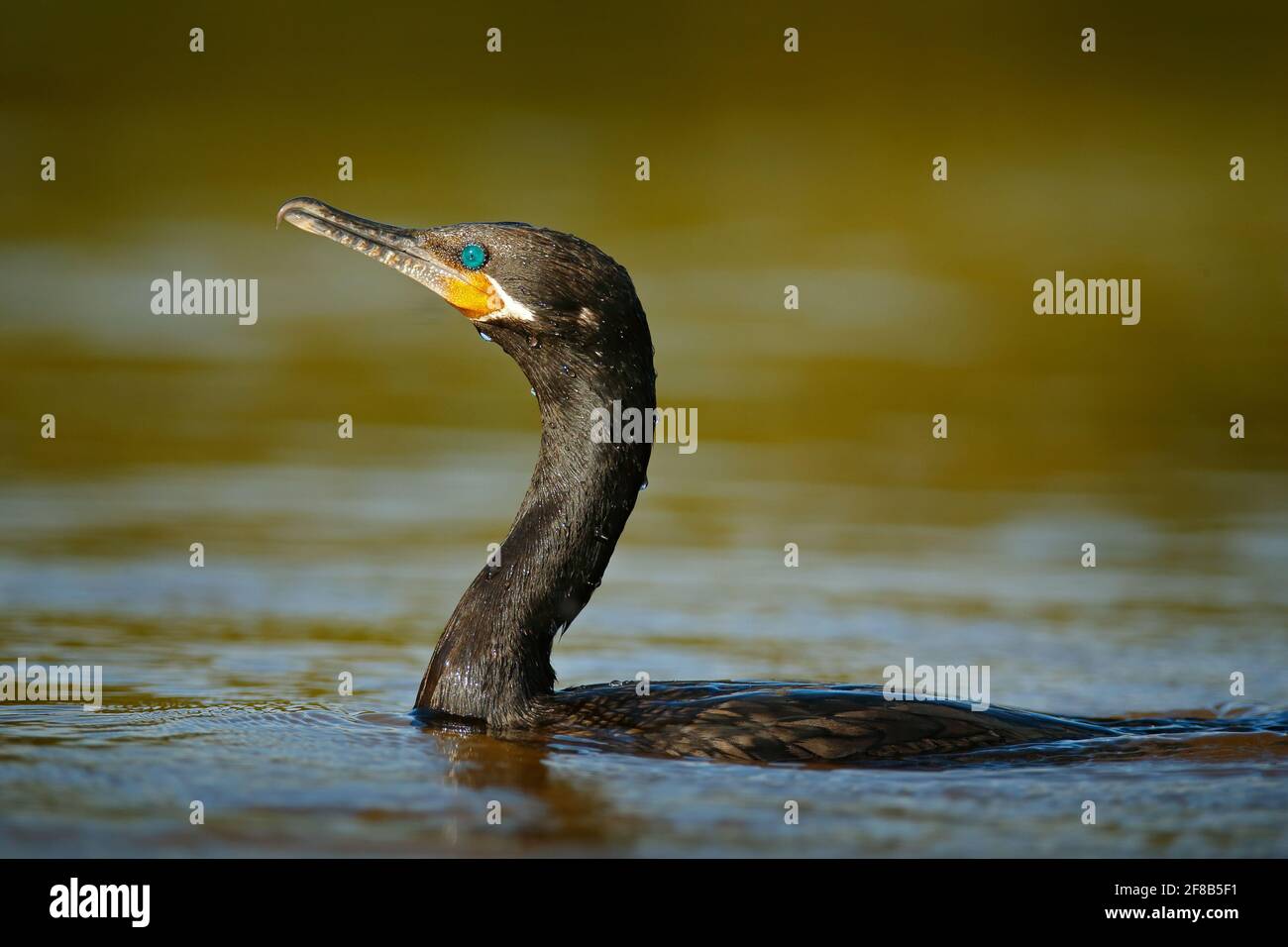 Indian rover bird hi-res stock photography and images - Alamy
