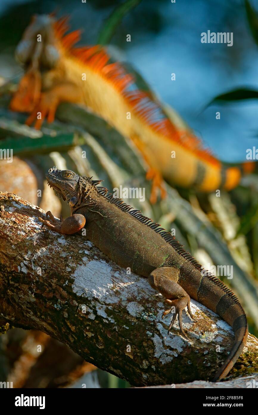 Green iguana, portrait of orange and green big lizard in the dark green ...