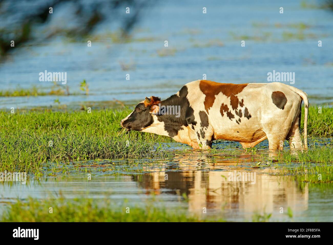 Cow in the river water, feeding green grass, Costa Rica. Agriculture in ...