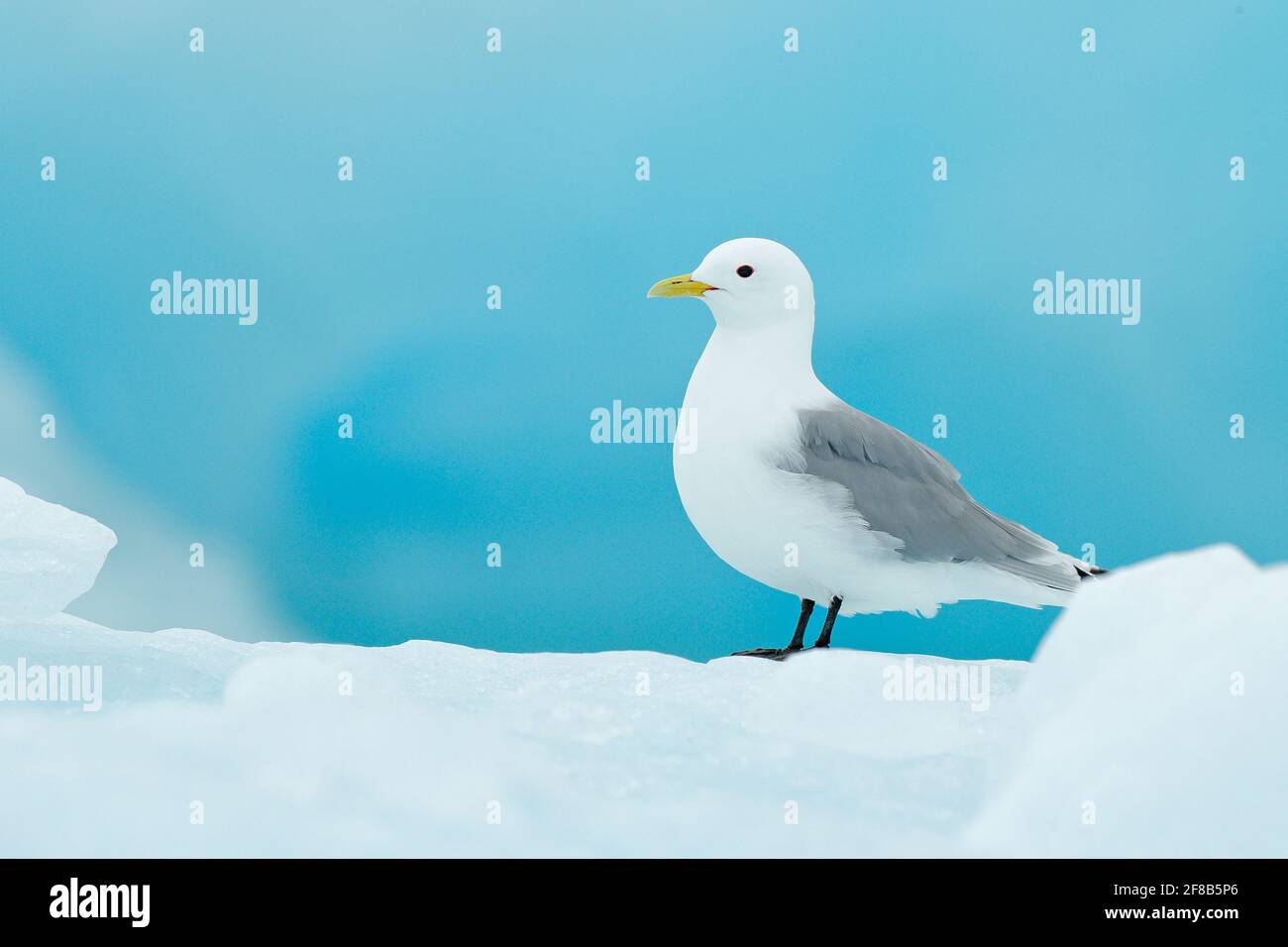 One legged creature hi-res stock photography and images - Alamy