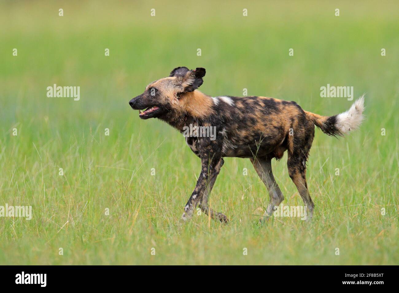 African wild dog, walking in the green grass, Okacango deta, Botswana ...