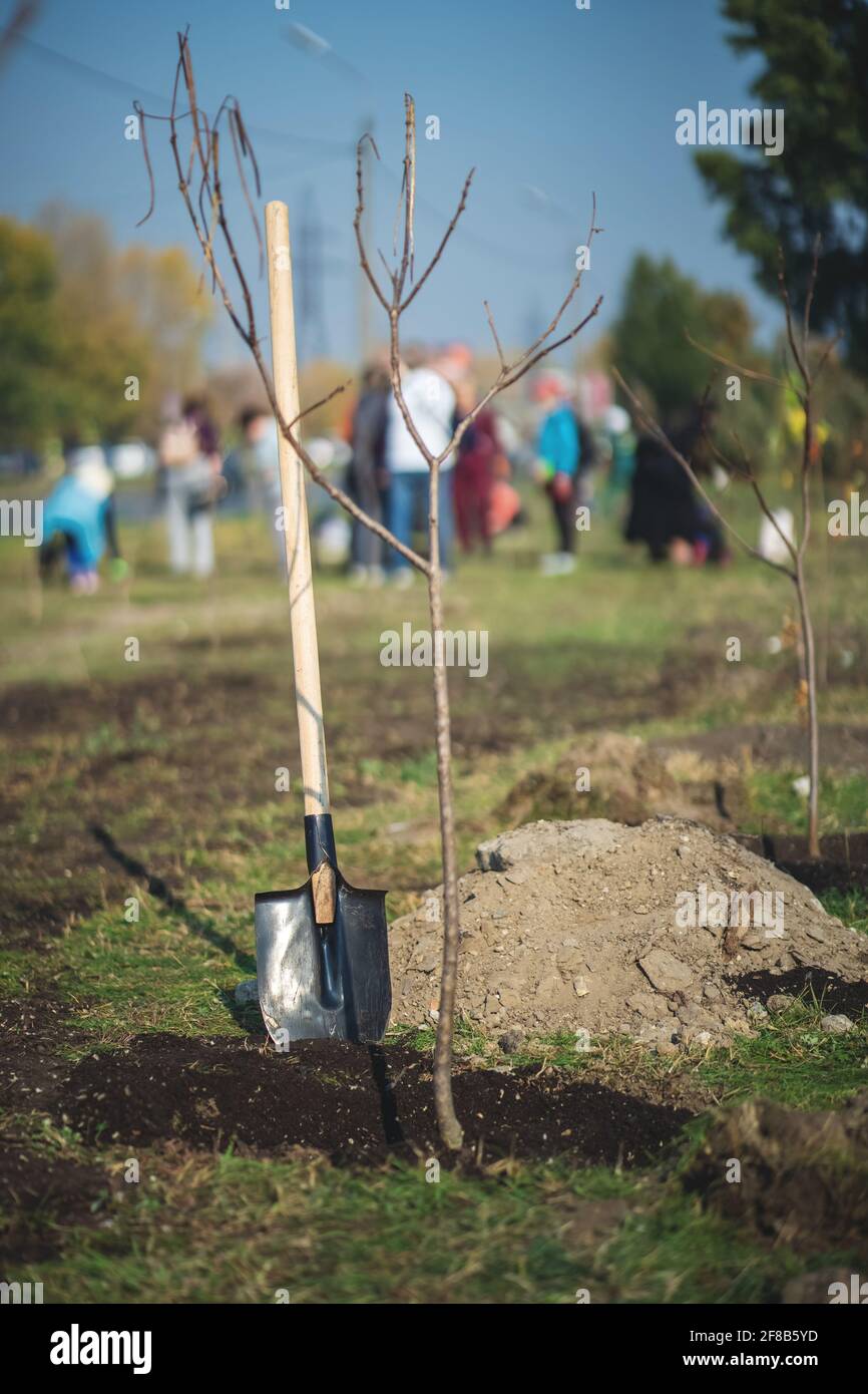 planting new trees with gardening tools in green park Stock Photo - Alamy