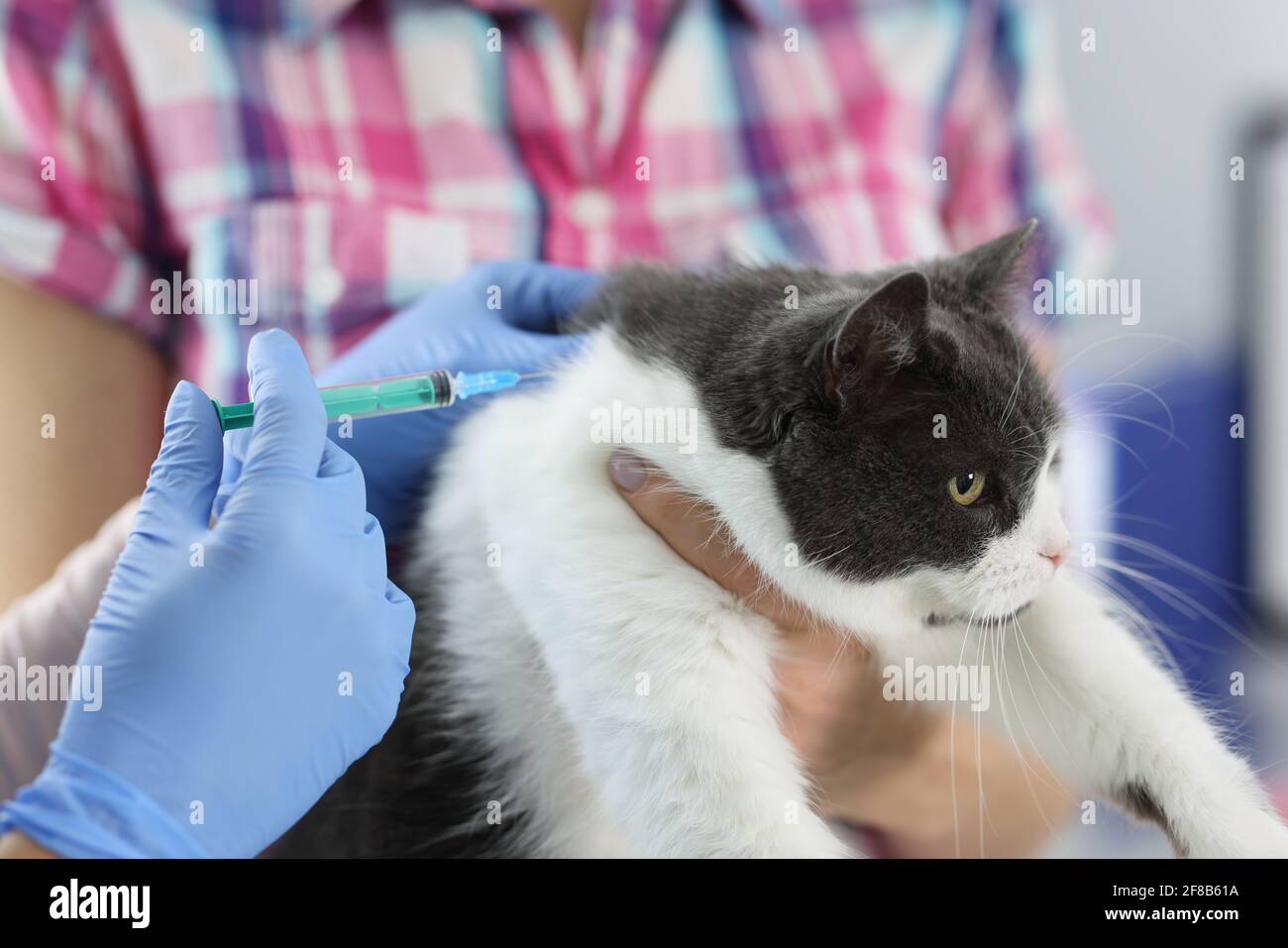 Veterinarian doctor gives an injection to cat Stock Photo - Alamy