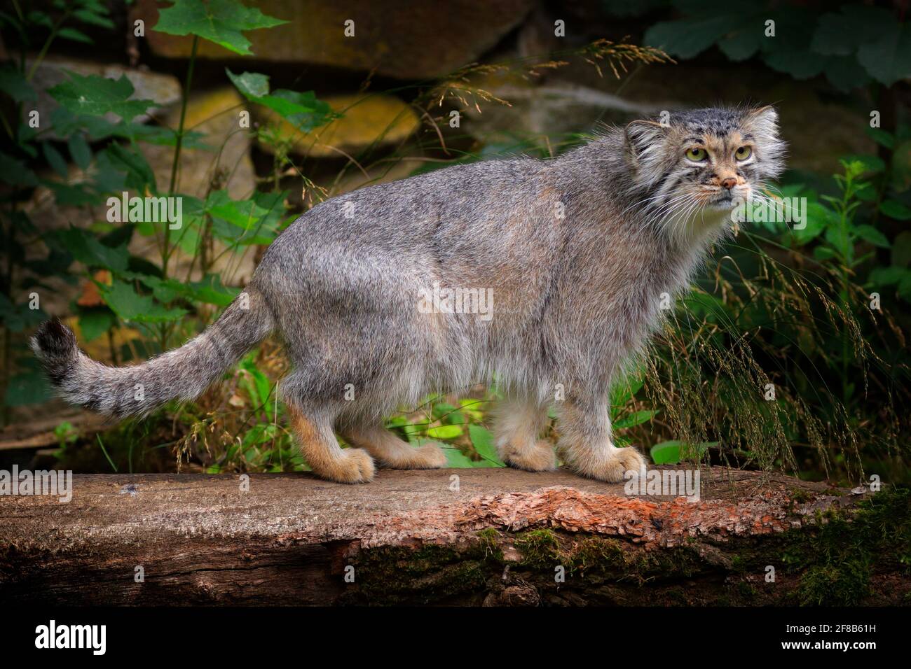 Manul or Pallas's cat, Otocolobus manul, cute wild cat from Asia ...